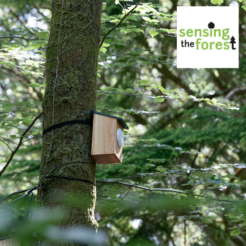 Launch of Podcast - Episode 2 | Sensing the Forest
