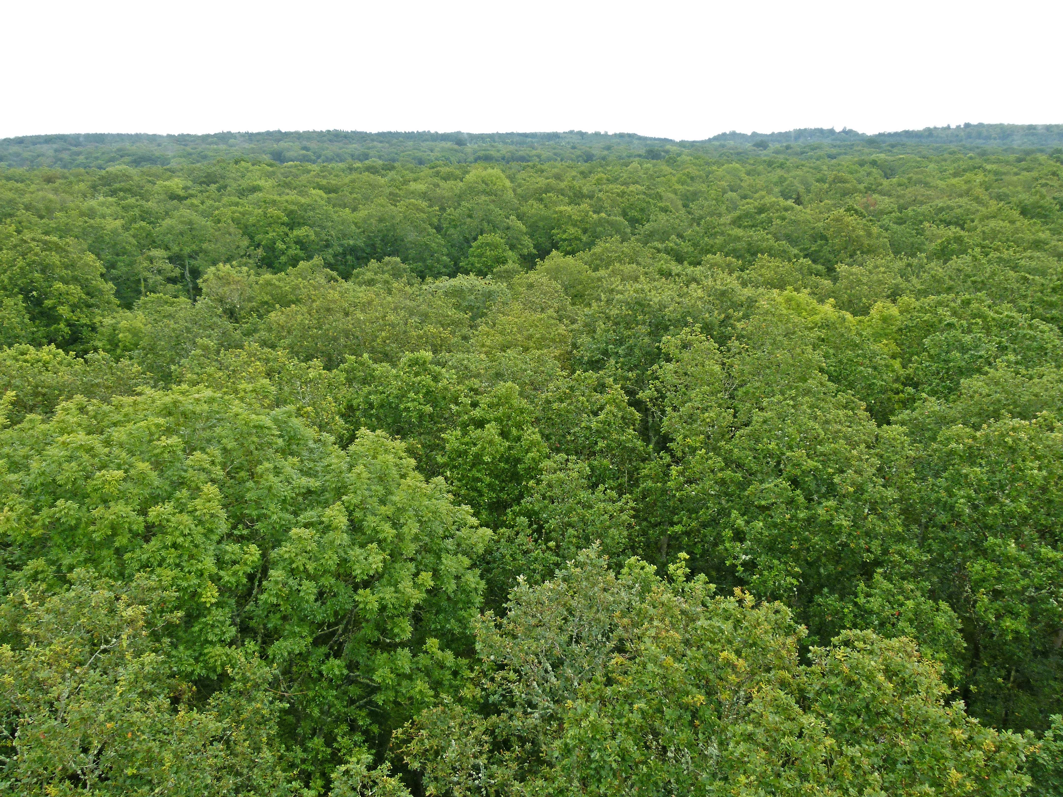 Sensing the Forest | Sensing the Forest